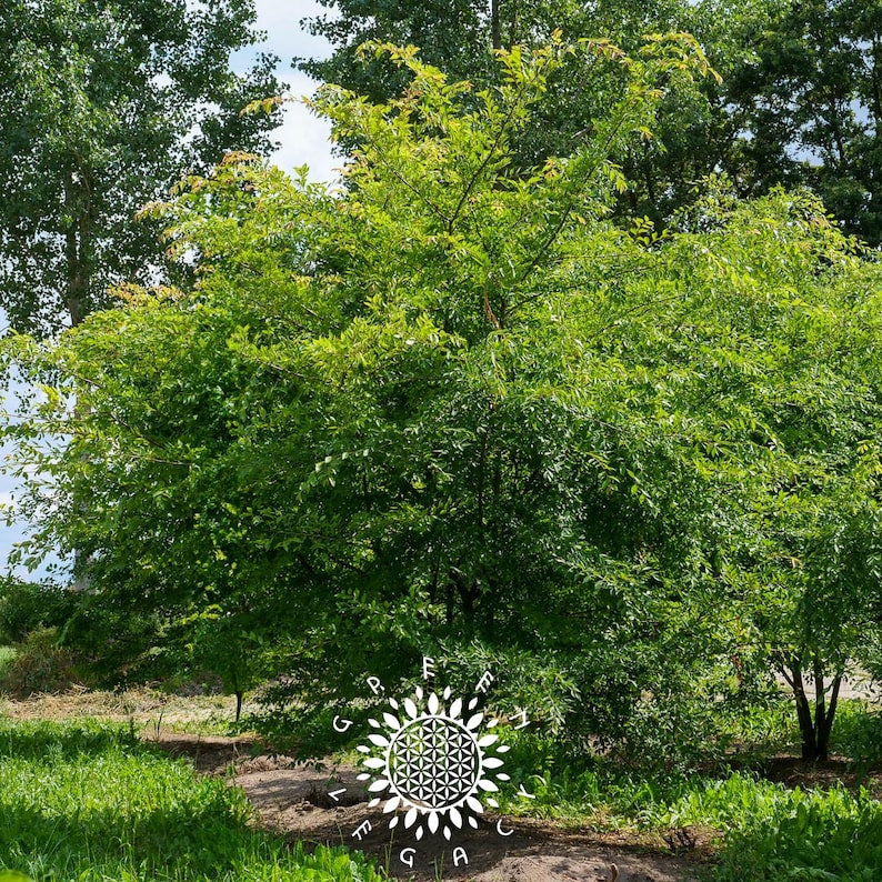 Chinese Elm Tree 25 Seeds | Ulmus Parvifolia | Bonsai Favorite | Hardy ...