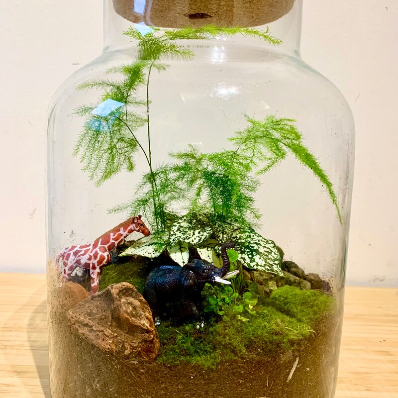 Moss Ball Terrarium - Etsy