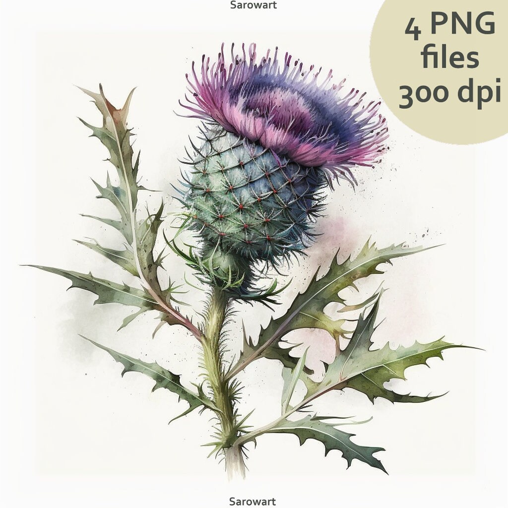 Watercolor Thistle Sublimation Set of 4 Digital Download - Etsy