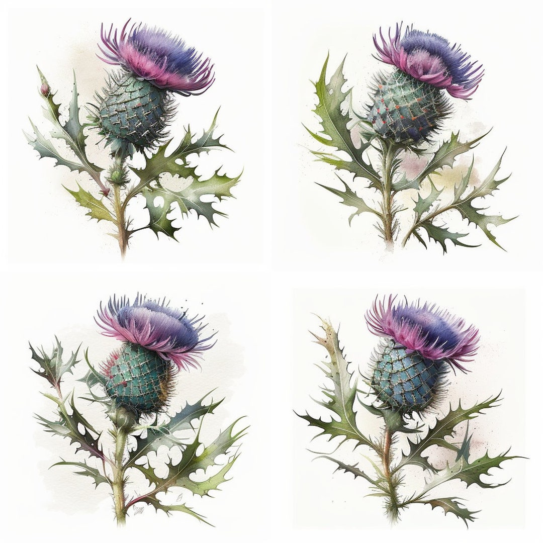 Watercolor Thistle, Sublimation, Set of 4, Digital Download, Clipart ...