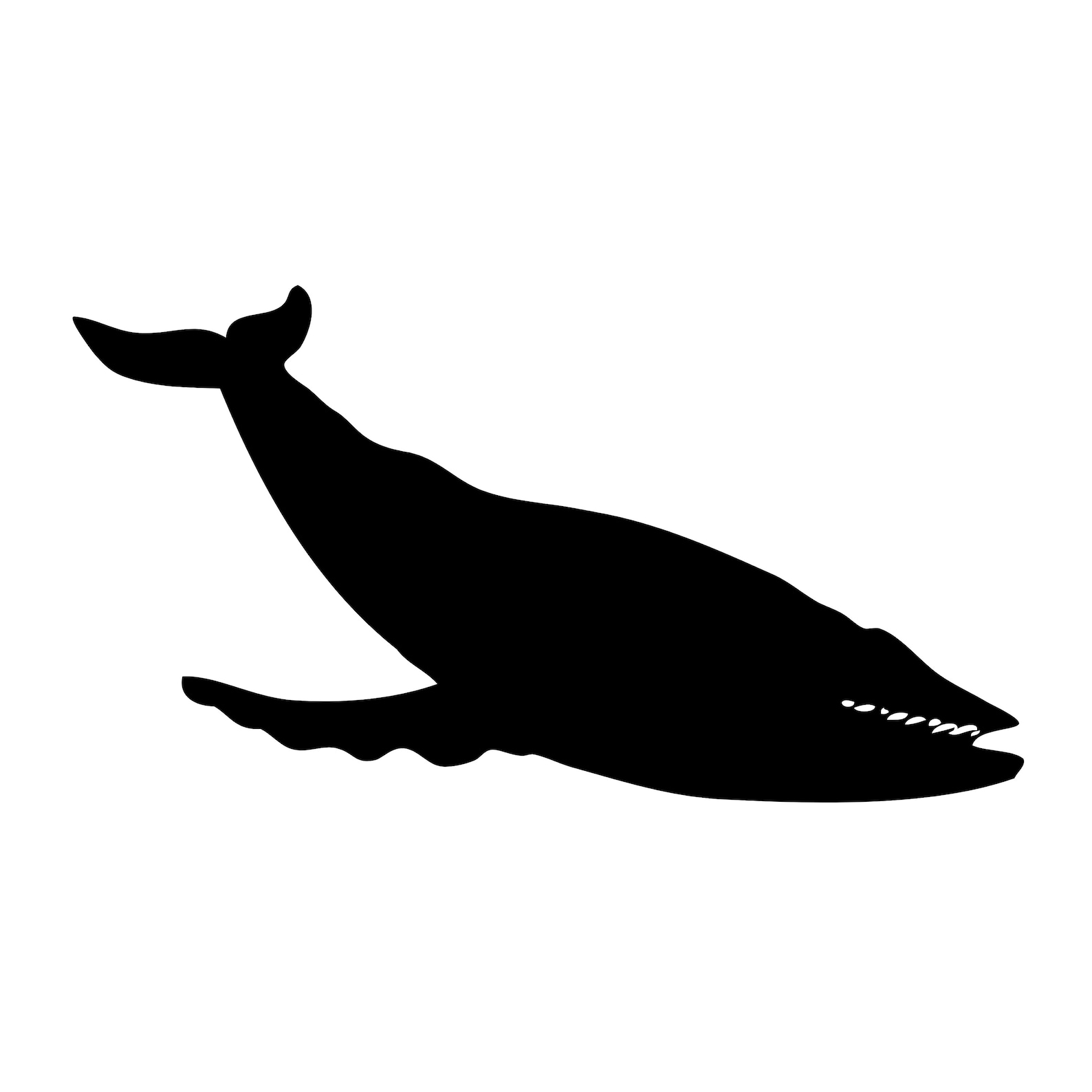 Whale Svg, Whales Svg, Whale Silhouette, Whale Svg Bundle, Whale Svg ...