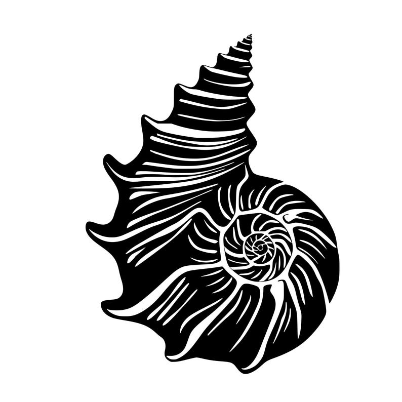 Seashell Svg, Seashells Svg, Seashell Svg Bundle, Seashell Clipart ...