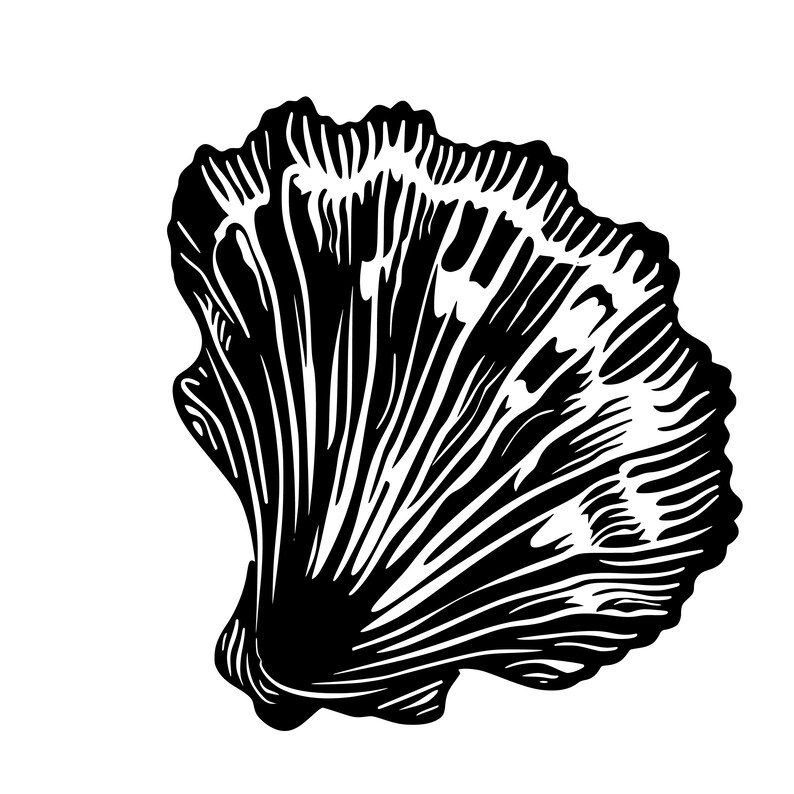 Seashell Svg, Seashells Svg, Seashell Svg Bundle, Seashell Clipart ...