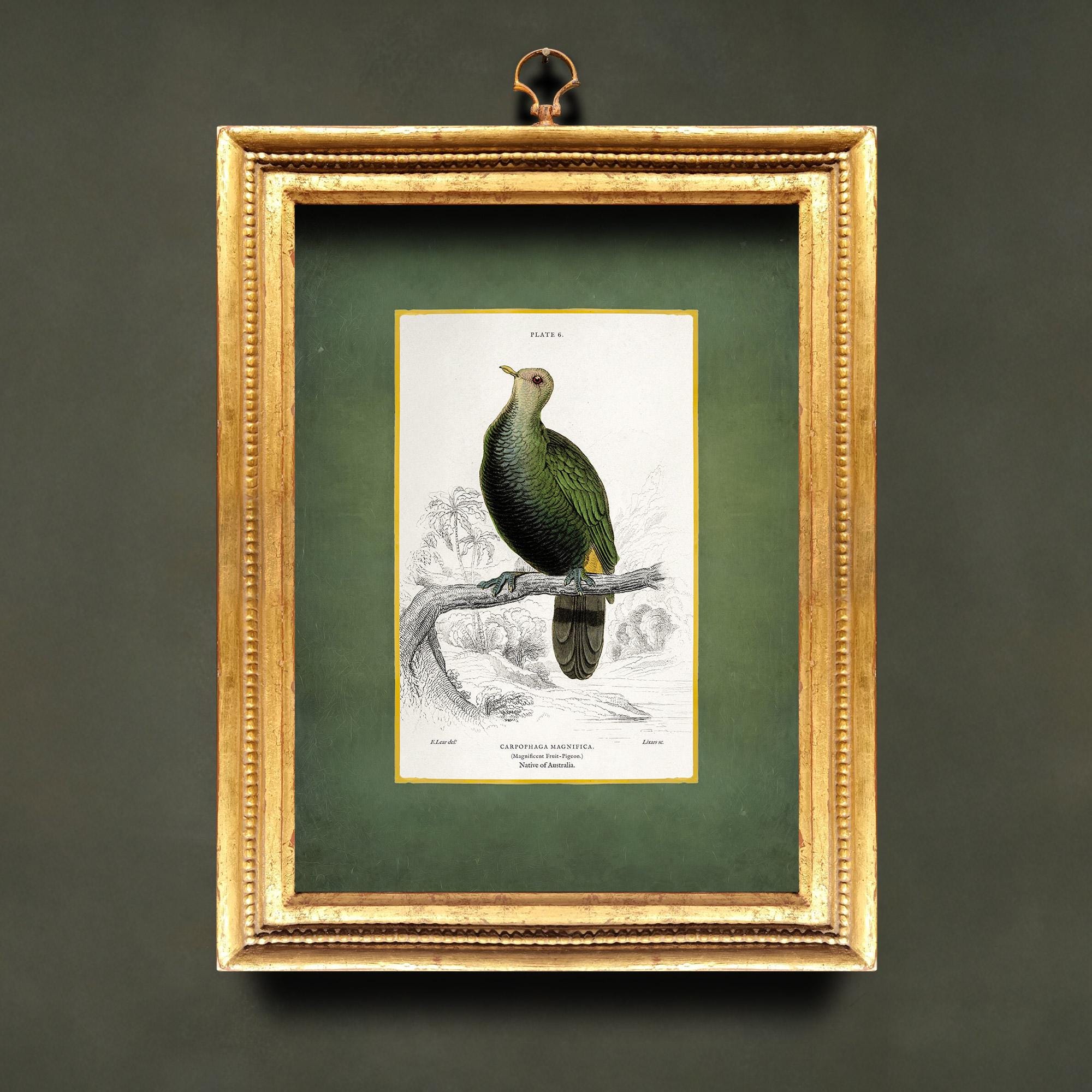 19th Century Pigeon Art Antique Bird Engraving Edward Lear PRINT205 - Etsy