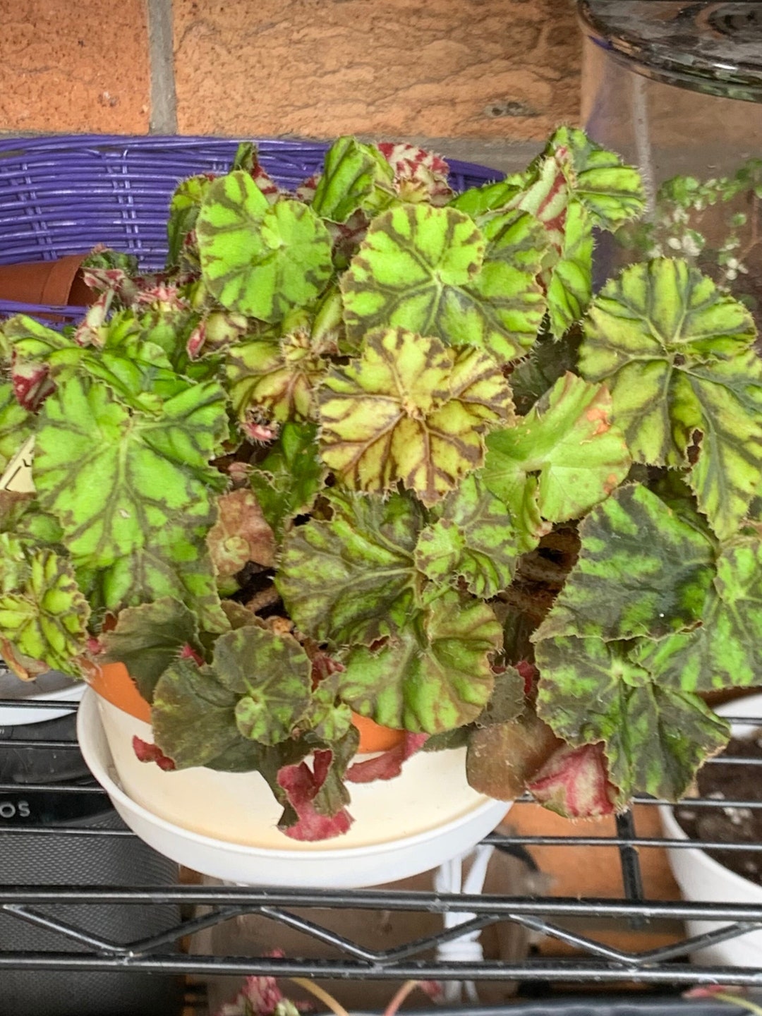 Begonia Rex “zumba/tiger Paws” - 3/4” Starter Plant - Etsy