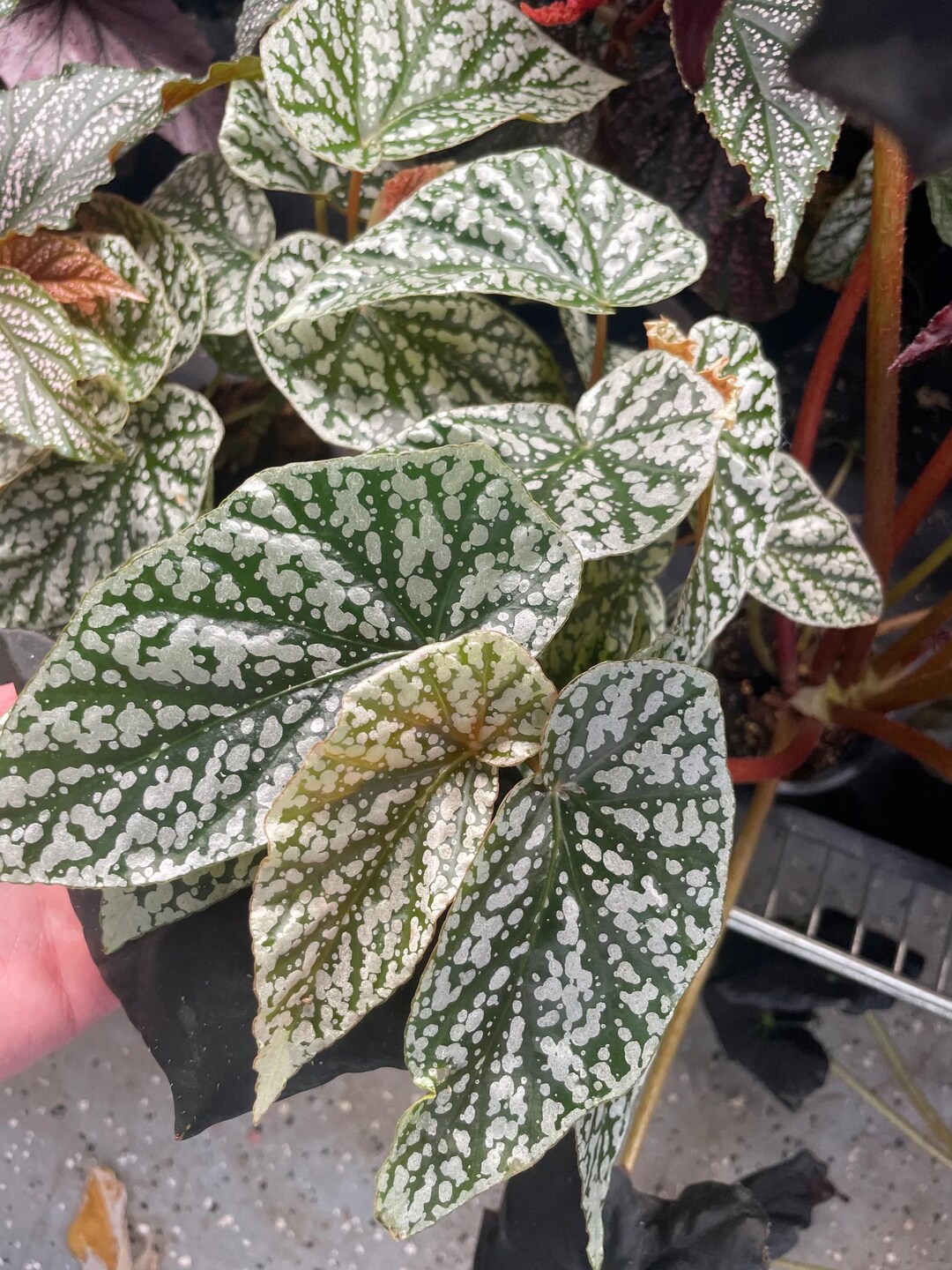 Begonia “snow Capped” - Starter Plant - Etsy