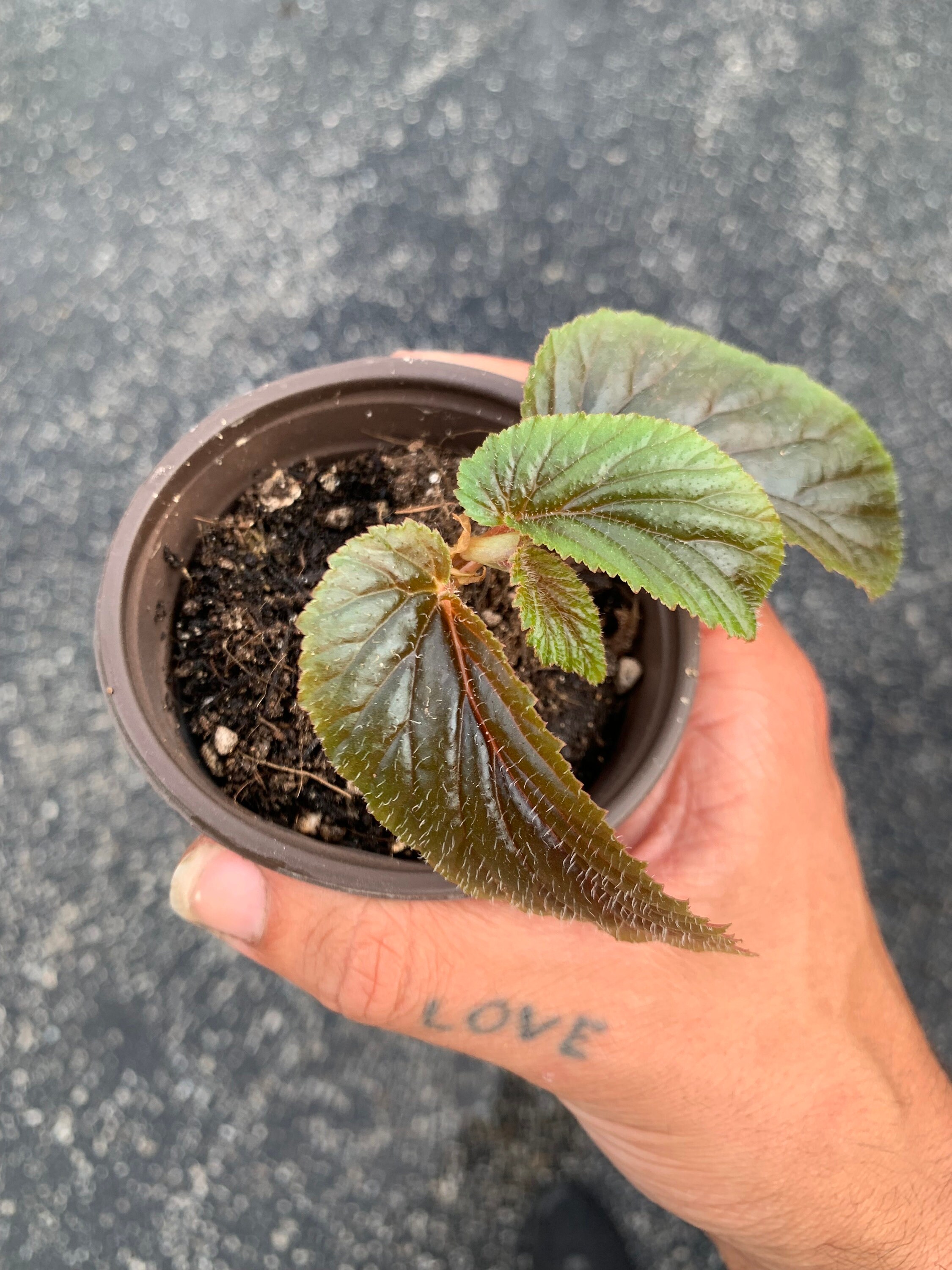 Begonia Ulmifolia ‘dark Variant’ (previously U402) - Rooted Starter ...
