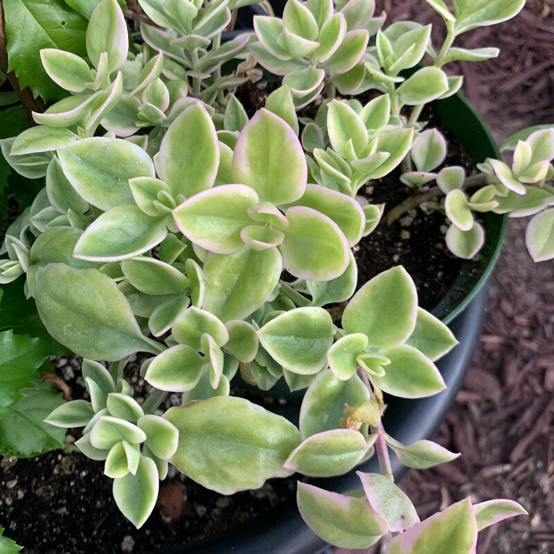 Candy Apple Red - Etsy