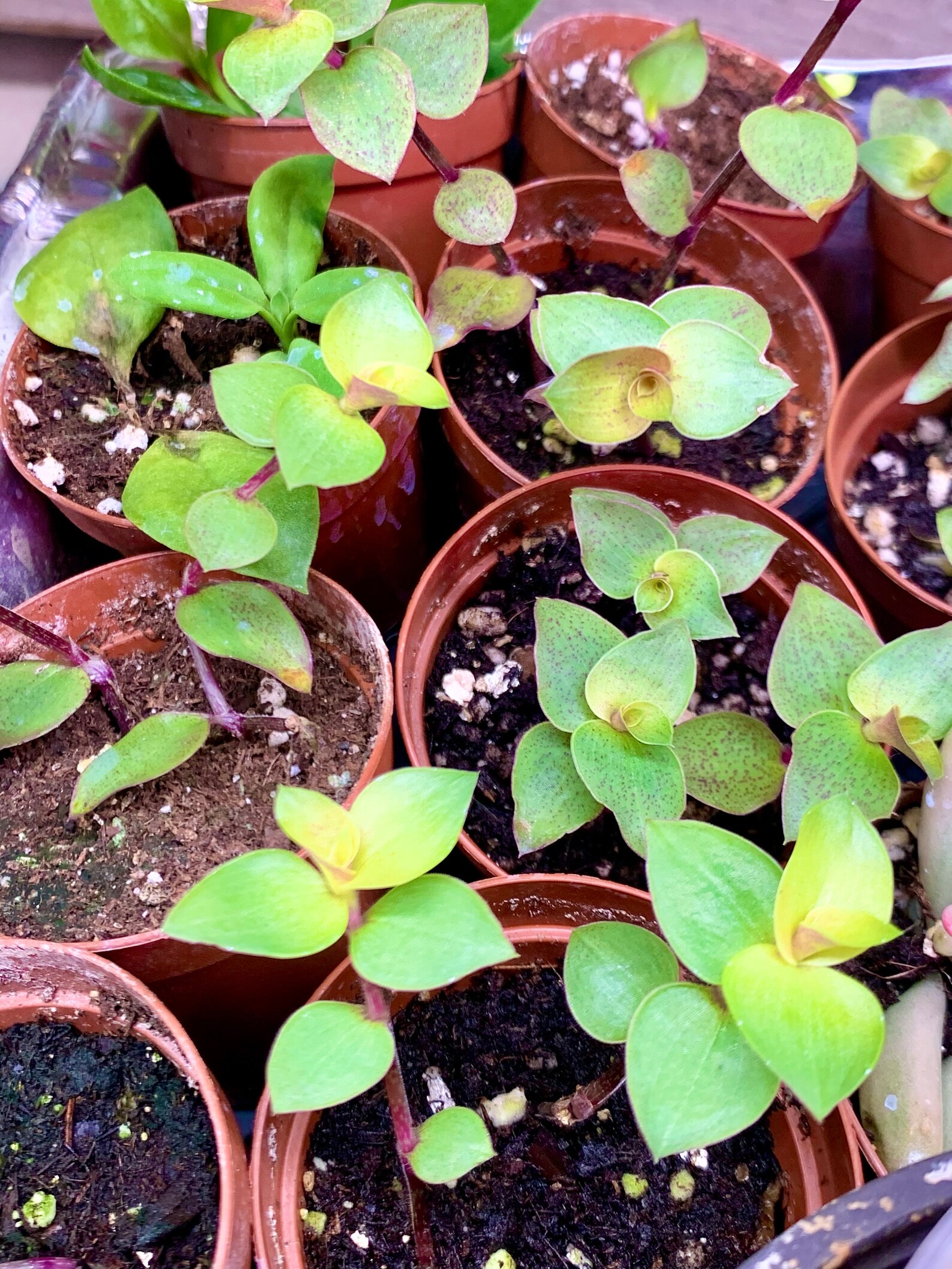 Callisia Repens gold Form Creeping Inch Plant/turtle Vine 2 Starter ...