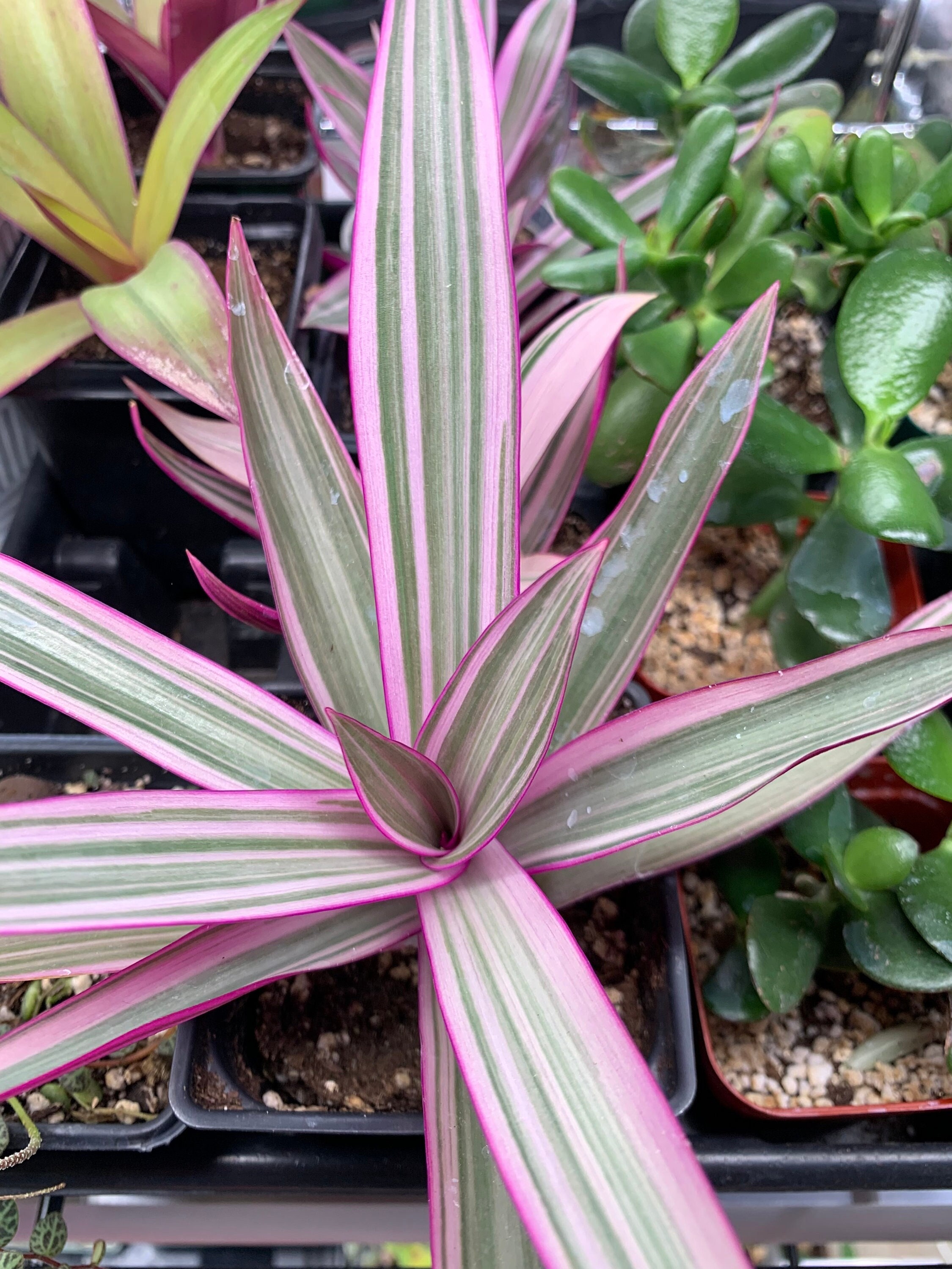 Tradescantia Spathacae “rhoeo Tricolor” - Variegated Boat Lily - 3 ...