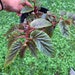 Begonia Ulmifolia ‘dark Variant’ (previously U402) - Rooted Starter ...