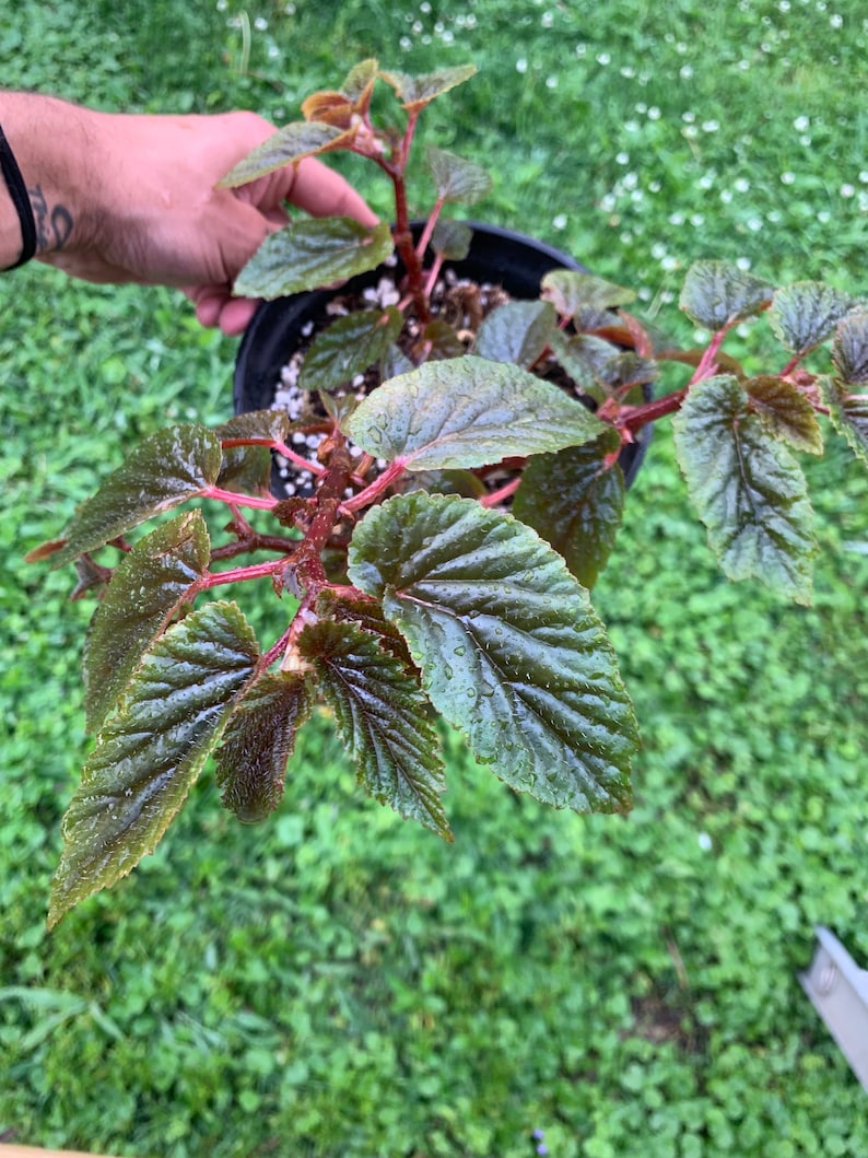 Begonia Ulmifolia ‘dark Variant’ (previously U402) - Rooted Starter ...