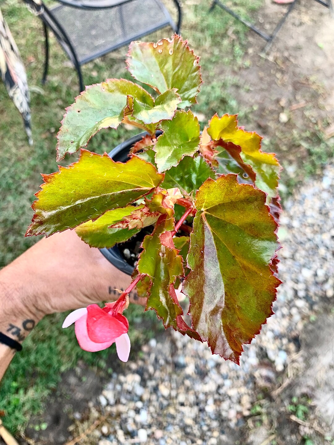 Begonia Richmondensis/cordova (pink Flower) - 2/3” Starter Plant - Etsy