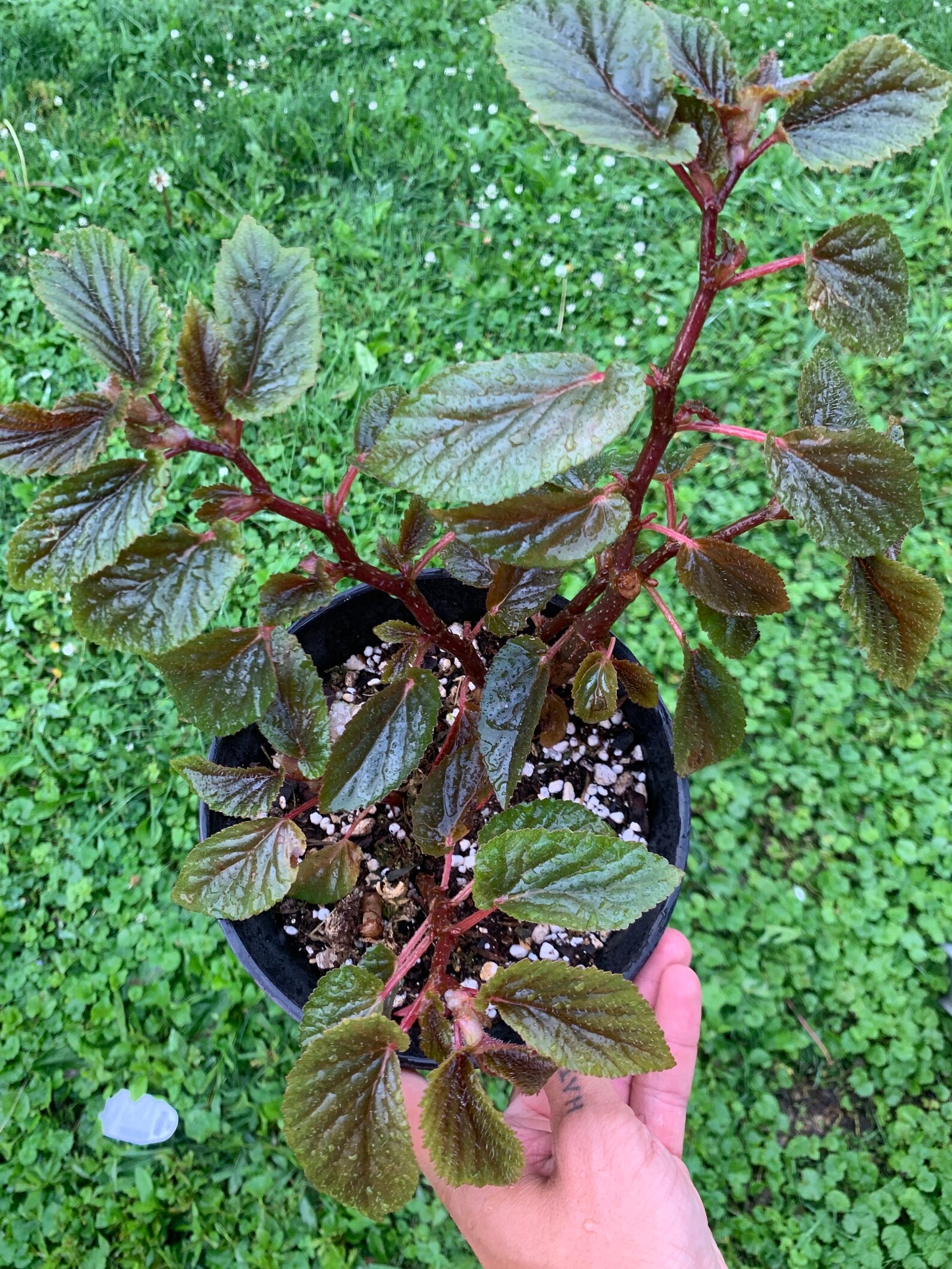 Begonia Ulmifolia ‘dark Variant’ (previously U402) - Rooted Starter ...