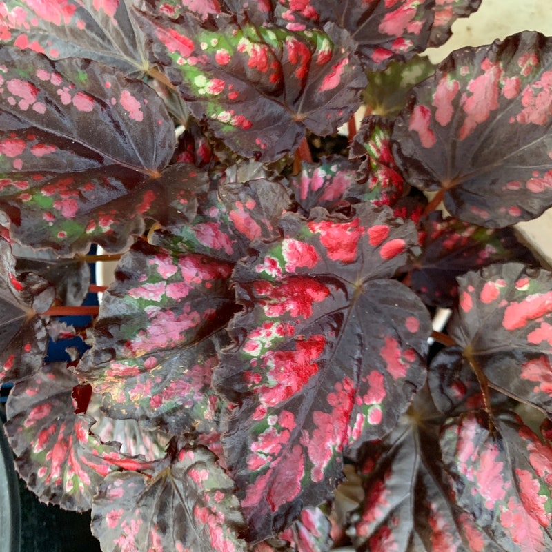 Rex Begonia - Etsy