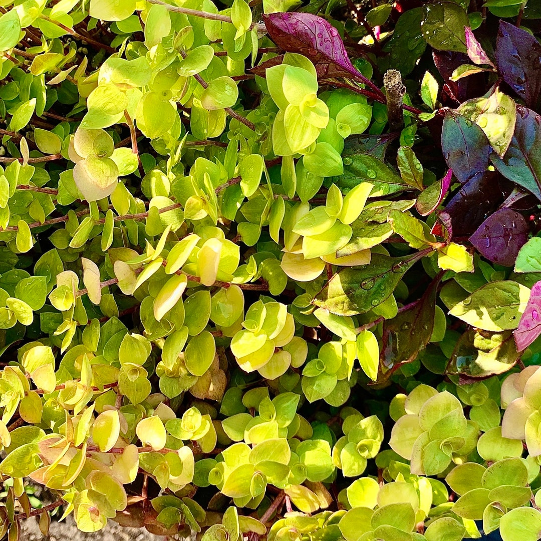 Callisia Repens "gold Form" - Creeping Inch Plant/turtle Vine - Starter ...