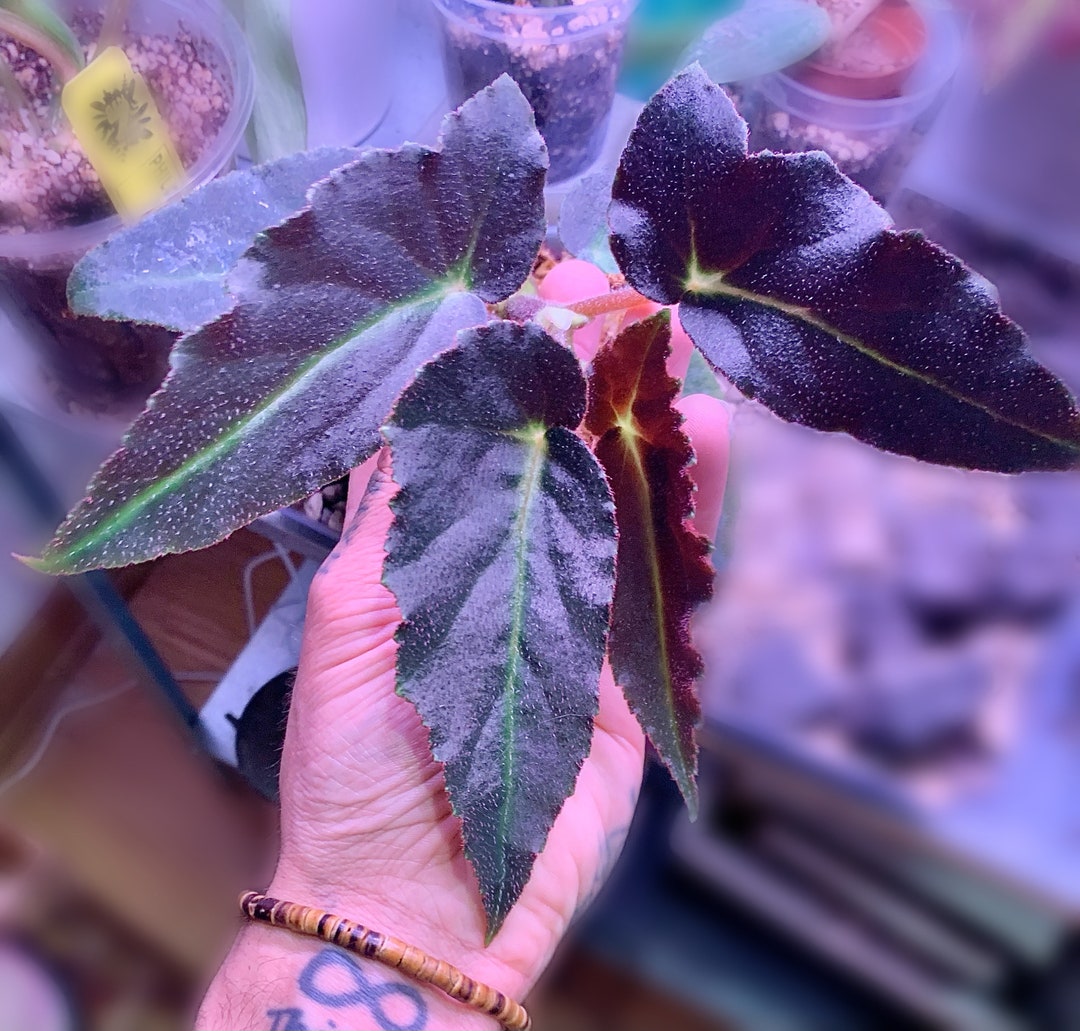 Begonia Listada "striped Begonia" - 2/3/4” Starter Plant - Etsy