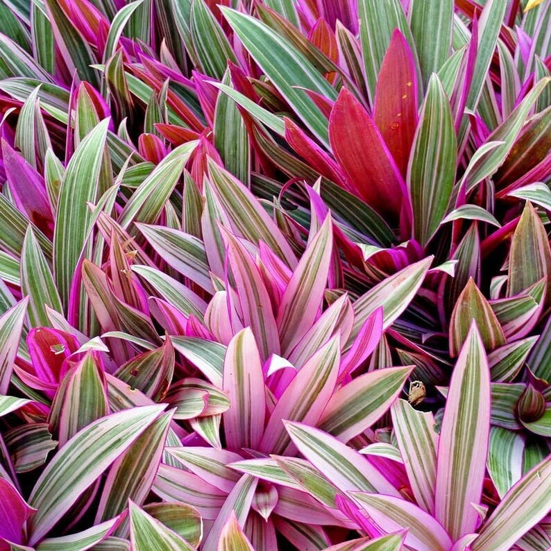 Tradescantia Spathacae “rhoeo Tricolor” - Variegated Boat Lily - 3 ...