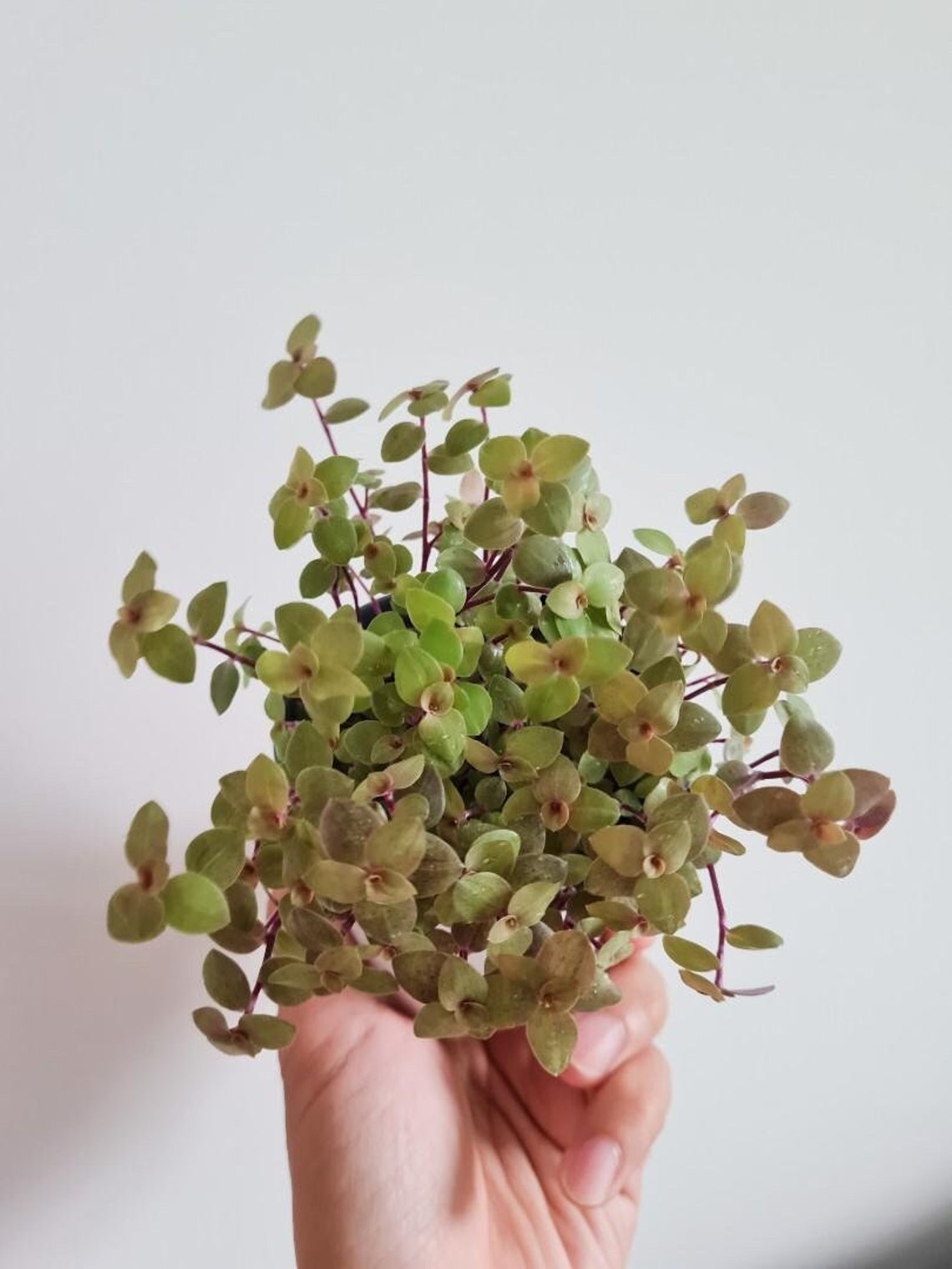 Callisia Repens gold Form Creeping Inch Plant/turtle Vine 2 Starter ...
