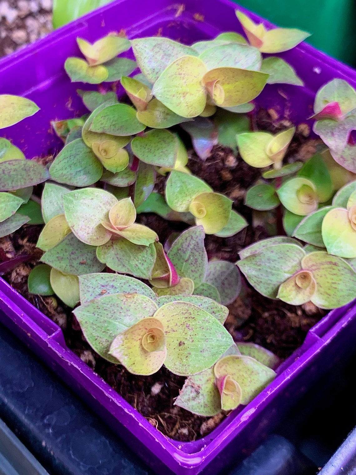 Callisia Repens gold Form Creeping Inch Plant/turtle Vine 2 Starter ...