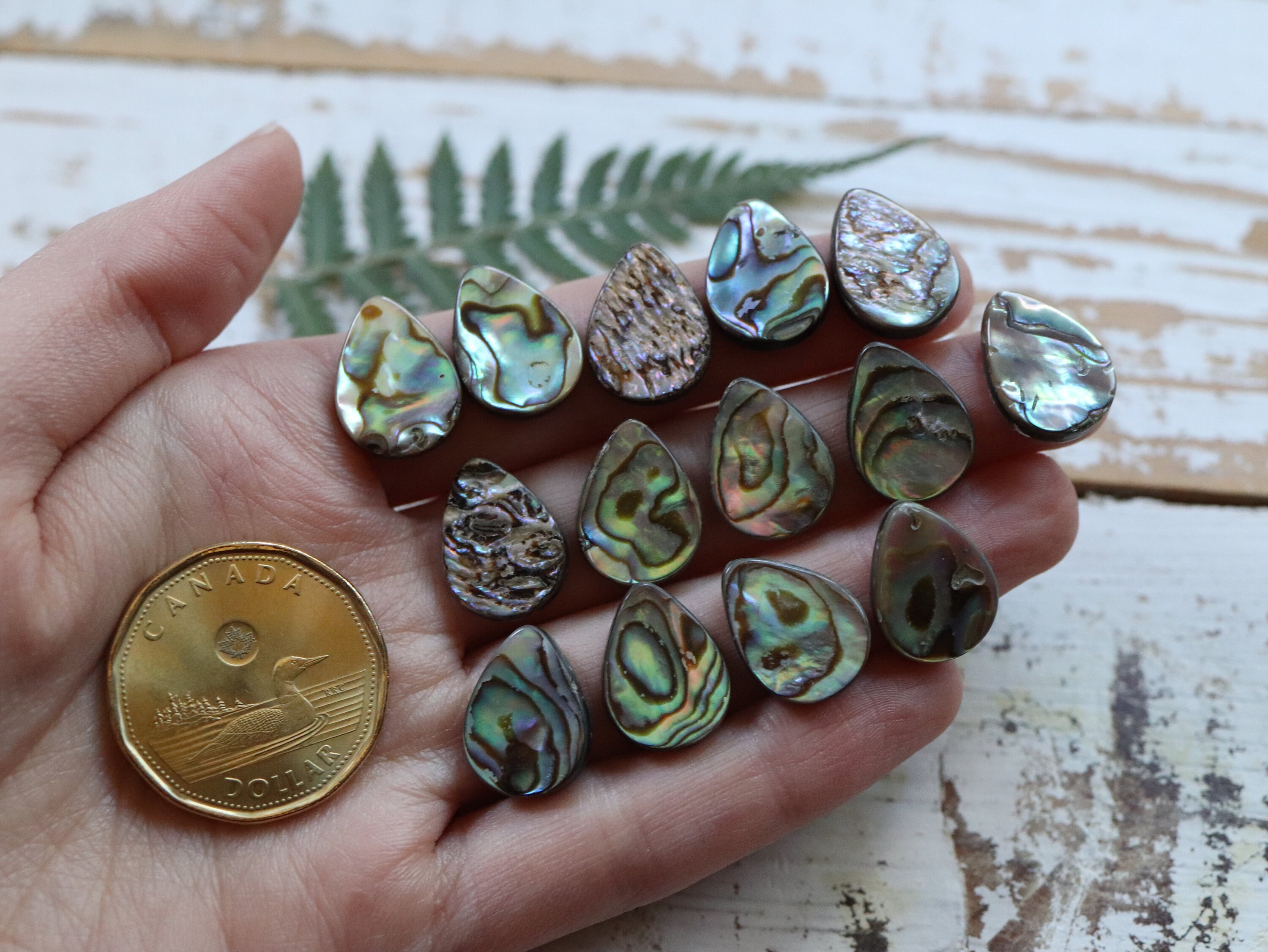 Abalone Beads Natural Shell Drilled Beads Teardrop Pear - Etsy