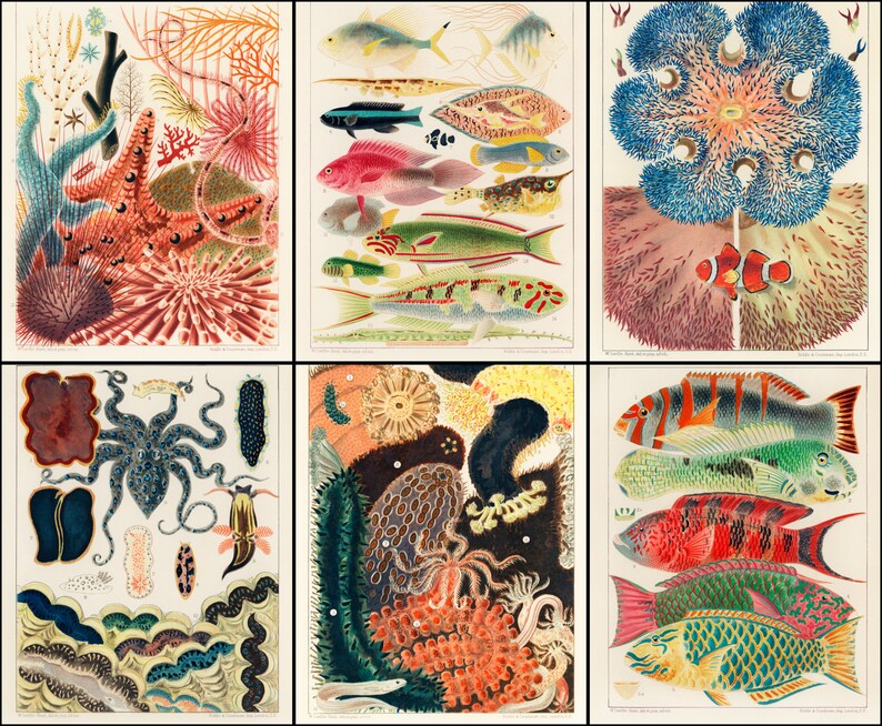 Complete Set 17 Great Barrier Reef Posters From the Great - Etsy