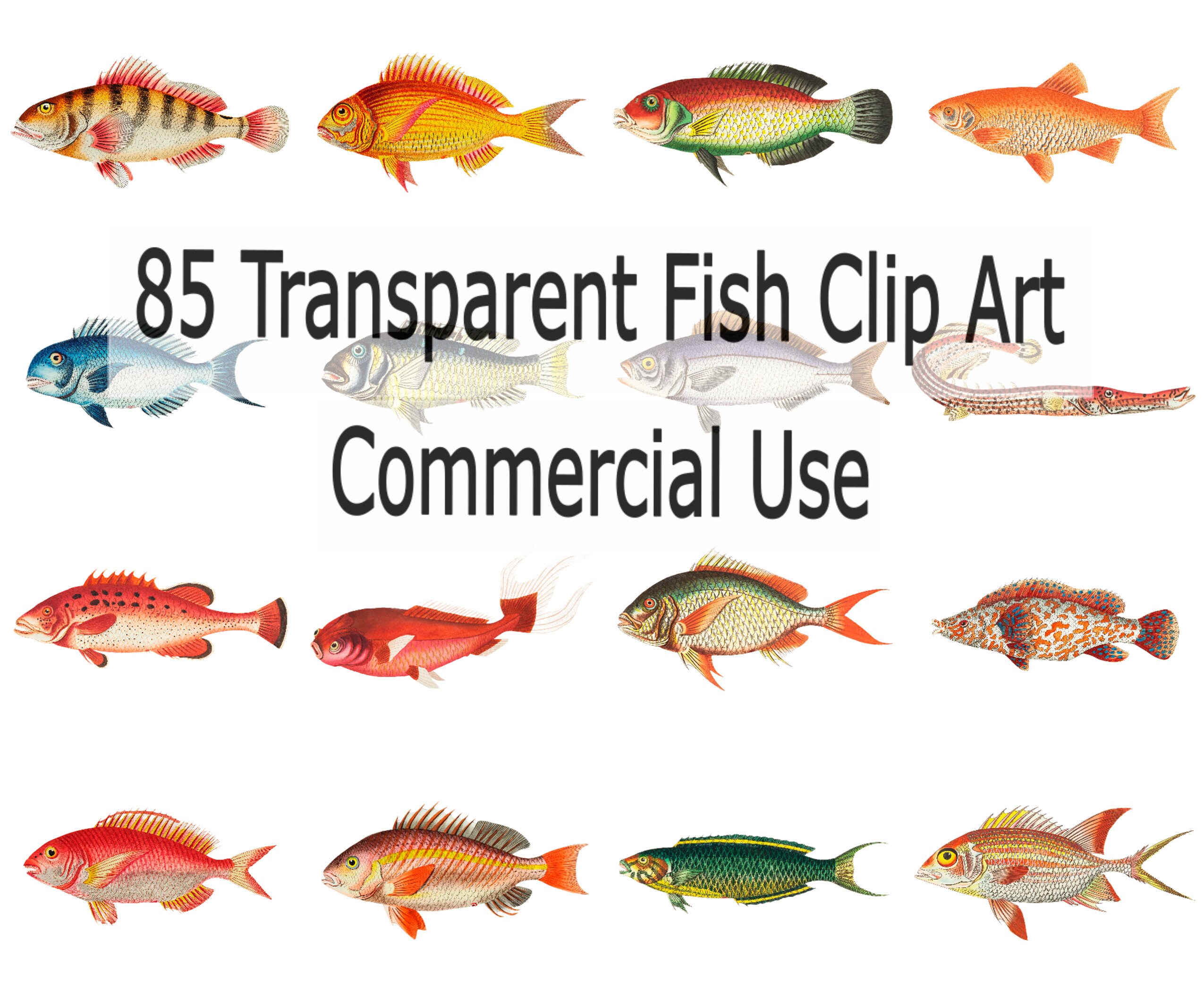 85 Mixed Exotic Fish Clipart High Quality Transparent PNG - Etsy
