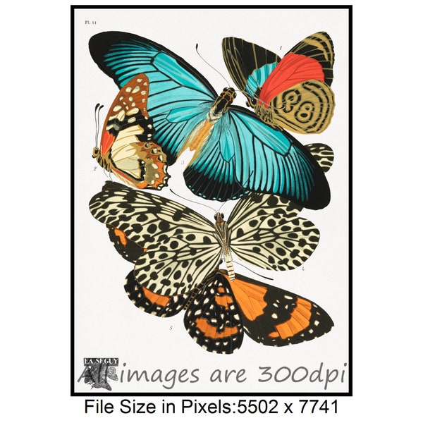 Papillon Print - Etsy