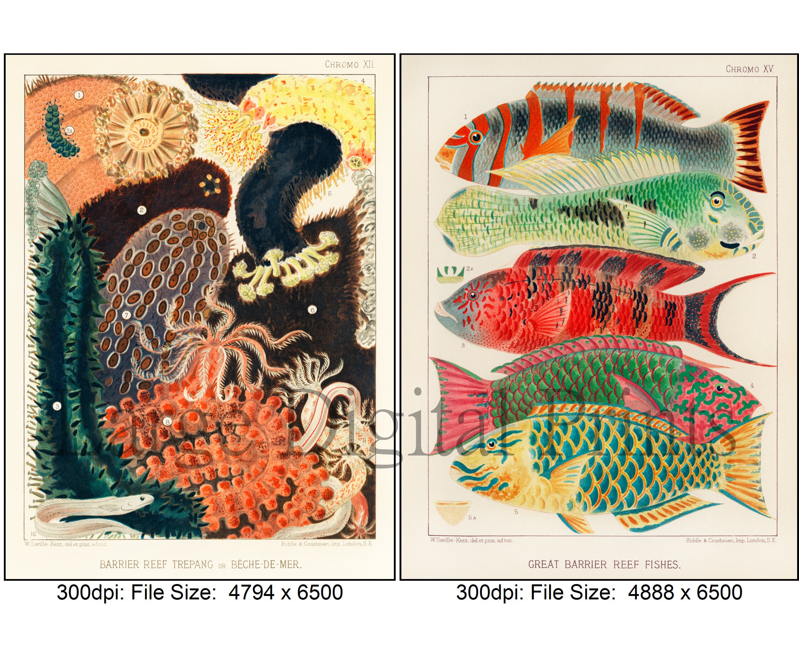 Complete Set 17 Great Barrier Reef Posters From the Great - Etsy