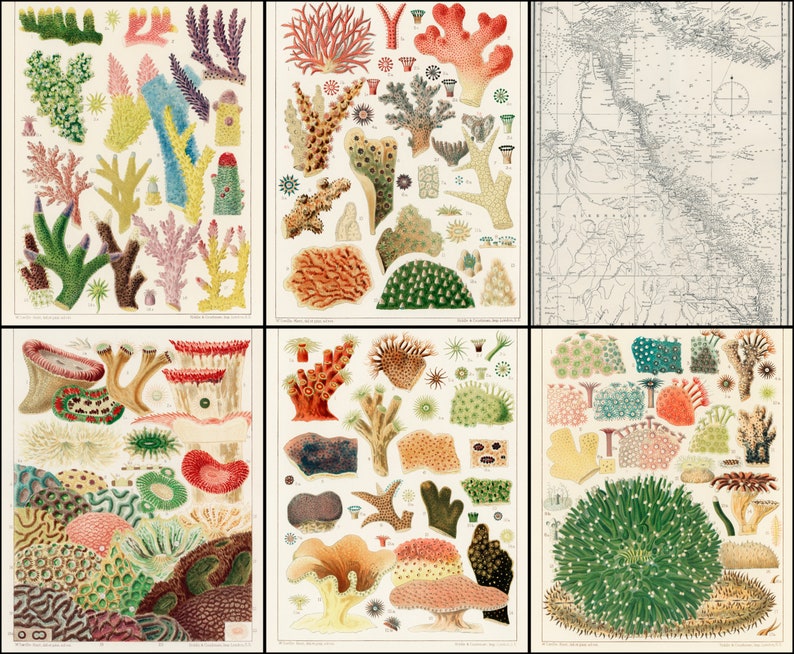 Complete Set 17 Great Barrier Reef Posters From the Great - Etsy