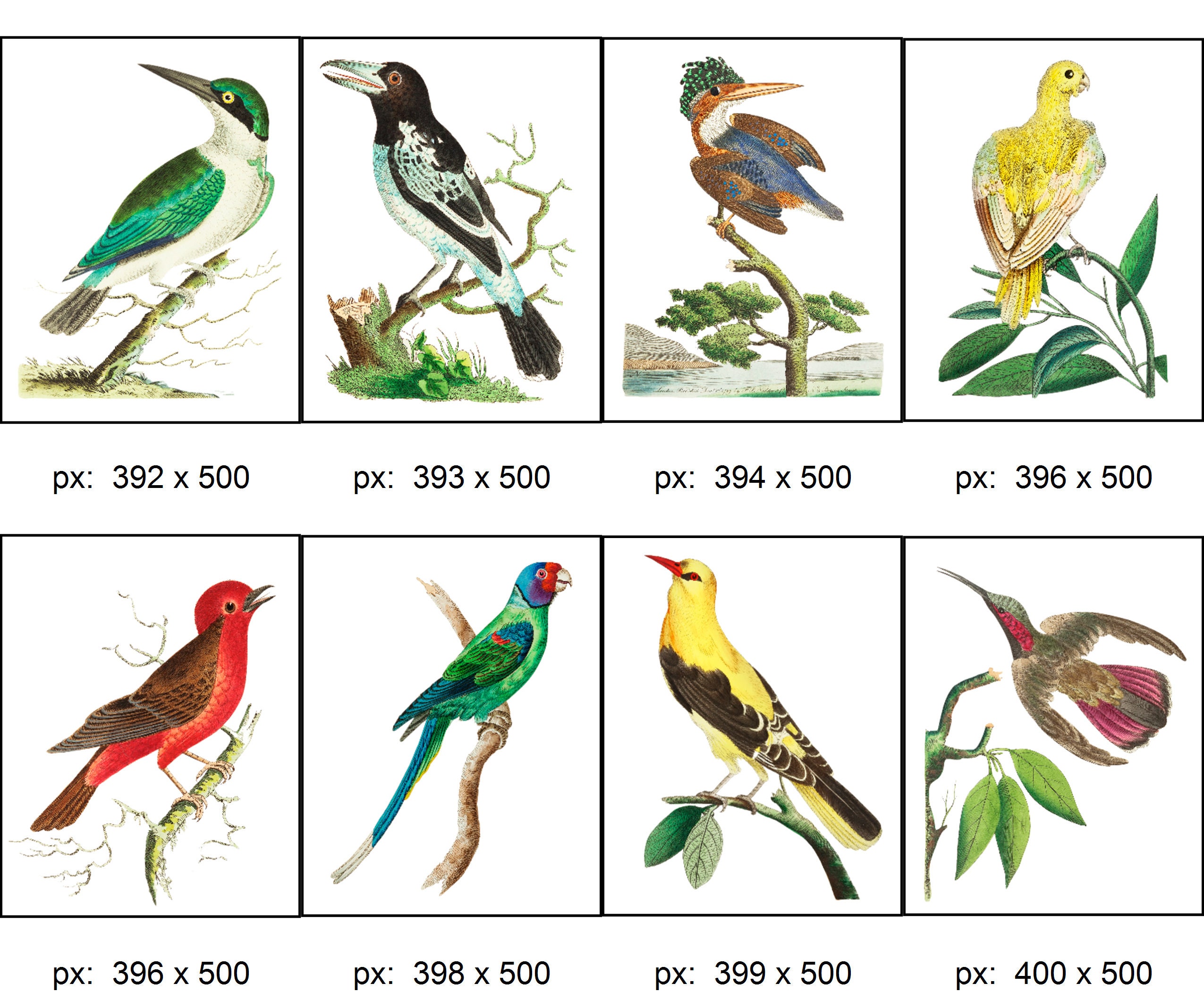 80 Mixed Exotic Birds Clipart High Quality Transparent PNG - Etsy