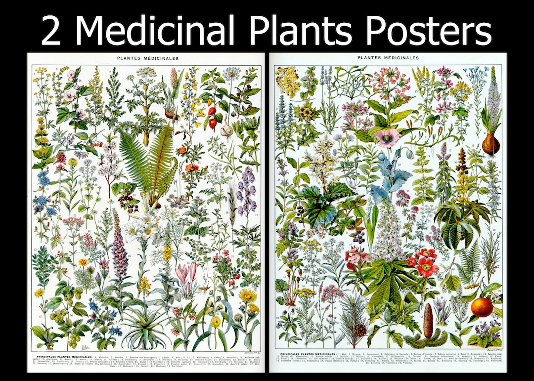 Set of 2 Medical Botany High Resolution Poster Bundle Printable Wall ...