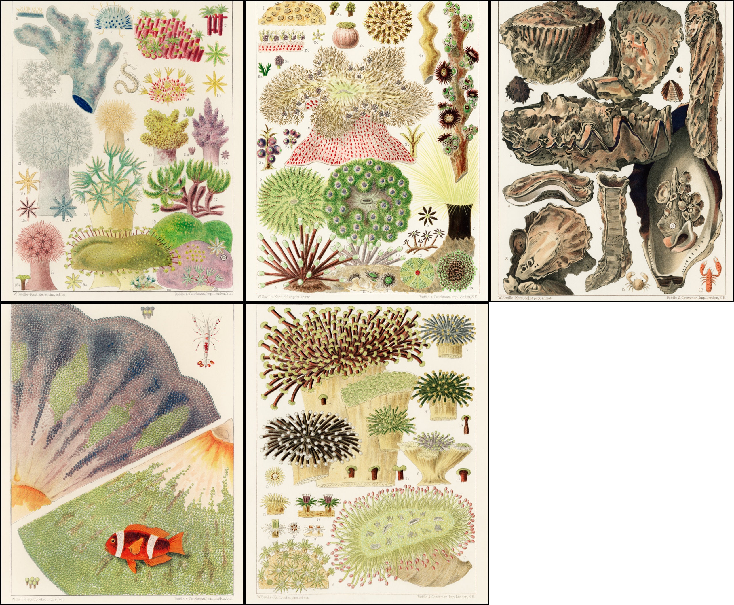 Complete Set 17 Great Barrier Reef Posters From the Great - Etsy