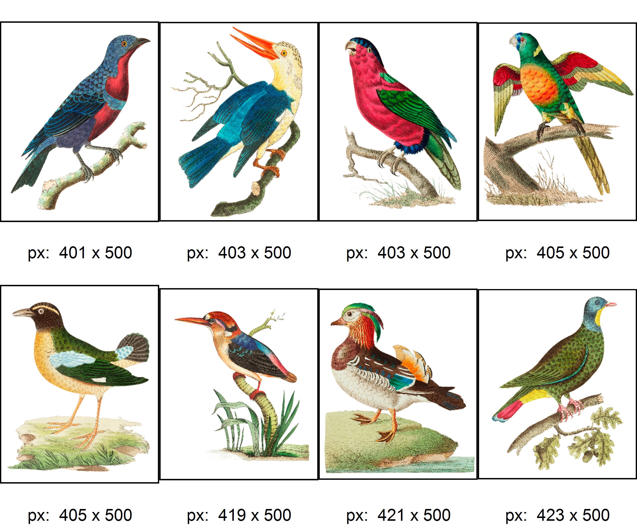 80 Mixed Exotic Birds Clipart High Quality Transparent PNG - Etsy