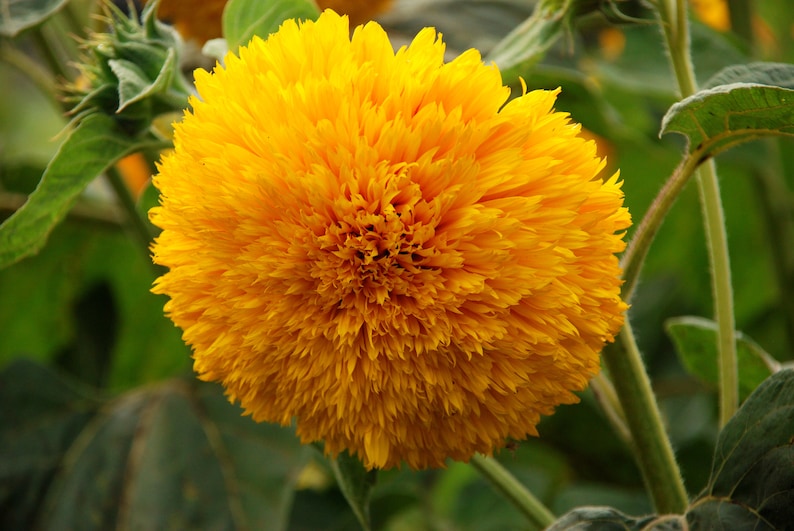 Giant Teddy Bear Sunflower Seeds - Etsy