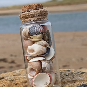 Bottled Shell Charm | Beachcraft | Genuine Shells | Irish Beach | Glass ...