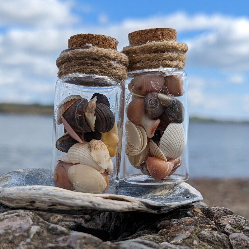 Art Glass Shells - Etsy