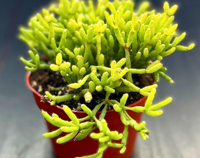 Mistletoe Cactus: Trailing Rhipsalis Cassutha - Easy Care Houseplant - Etsy