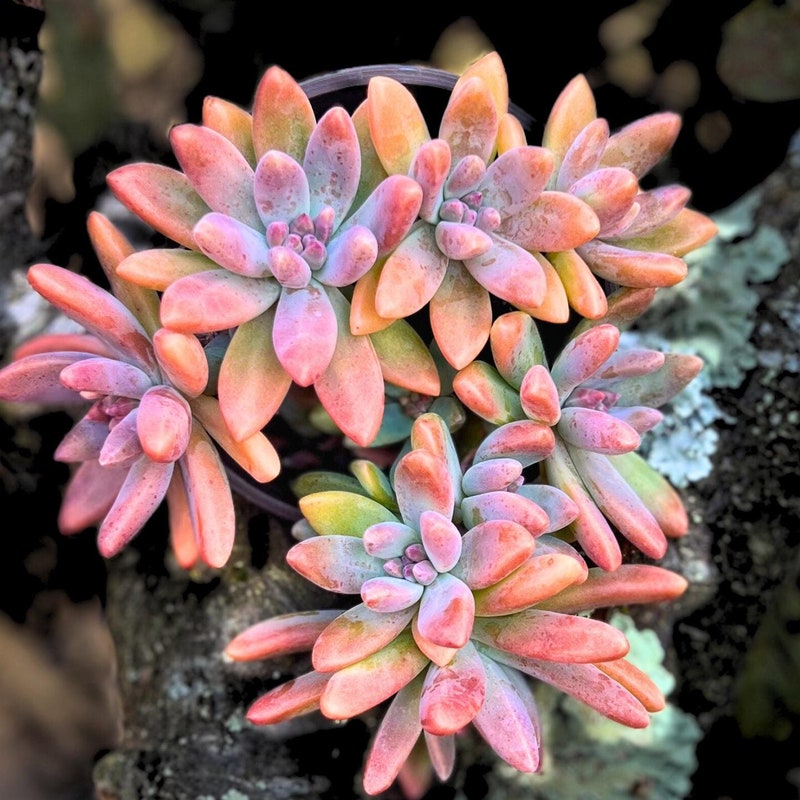 Graptoveria - Etsy