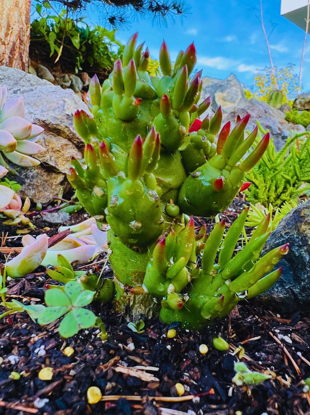 Eve's Needle Cactus Rare Austrocylindropuntia Subulata Monstrose 2” and ...