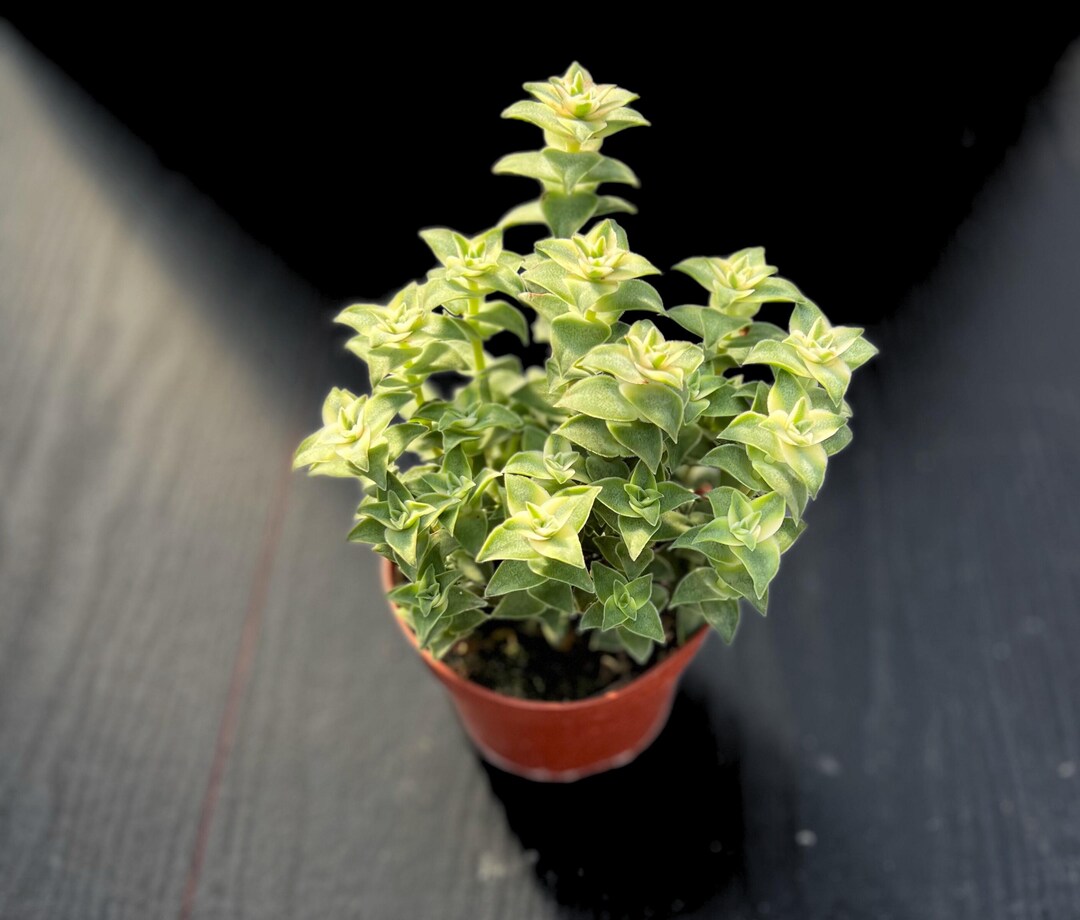 Variegated String of Buttons Succulent | Rare Trailing Crassula - Etsy