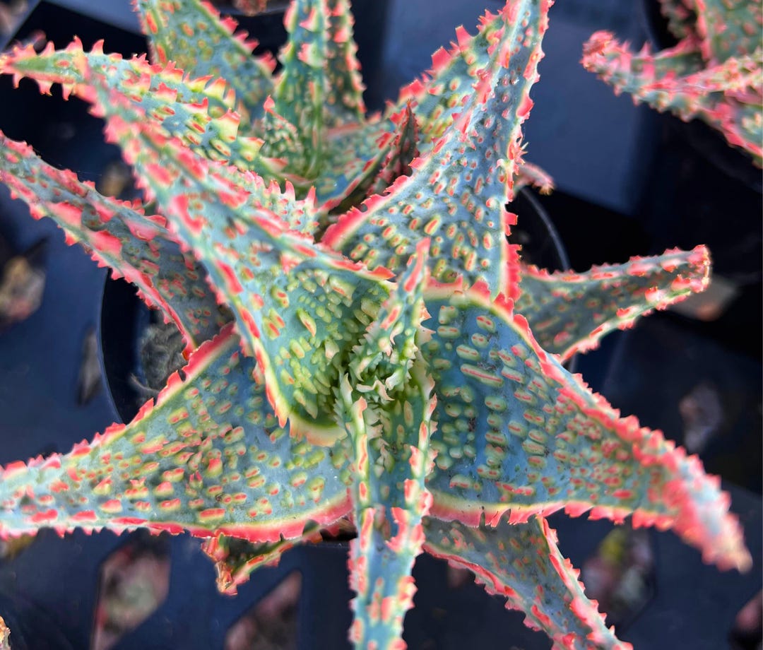 Rare Clustered Aloe Oik 4" Pot | Dwarf Aloe Plant | Plant Lover Gift ...