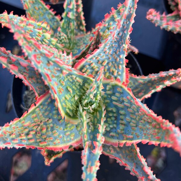 Rare Aloe - Etsy