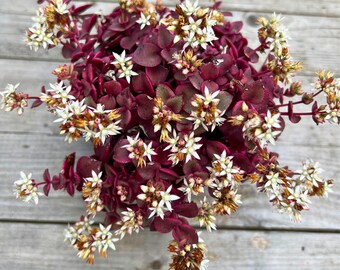 4” Crassula Pellucida Variegata / Pink Calico Kitten Succulent Plant - Etsy