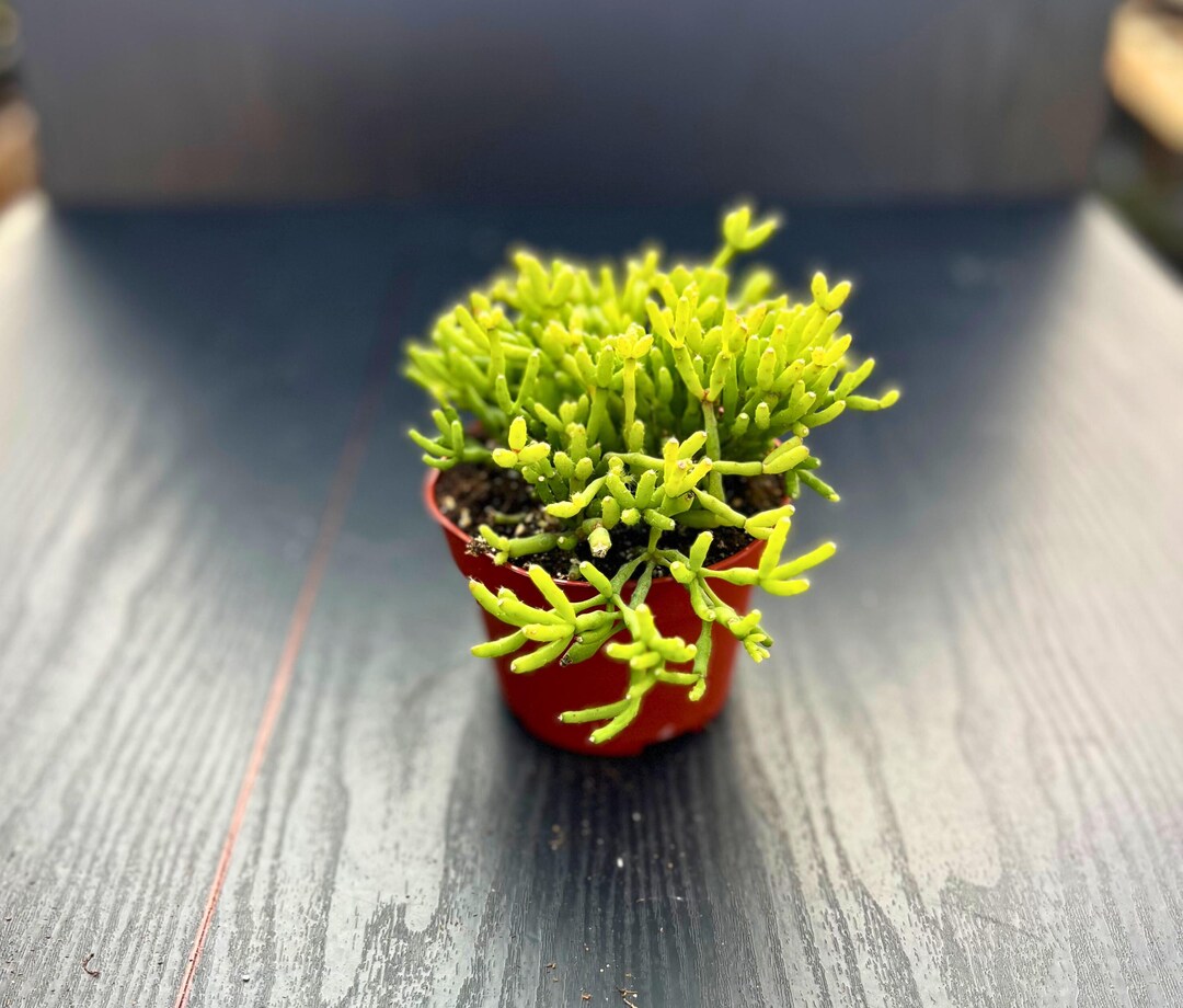 Mistletoe Cactus: Trailing Rhipsalis Cassutha - Easy Care Houseplant - Etsy