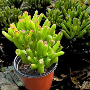 Gollum Jade Succulent 'shrek Ears' - Live Plant Decor (2"/4" Pot) - Etsy