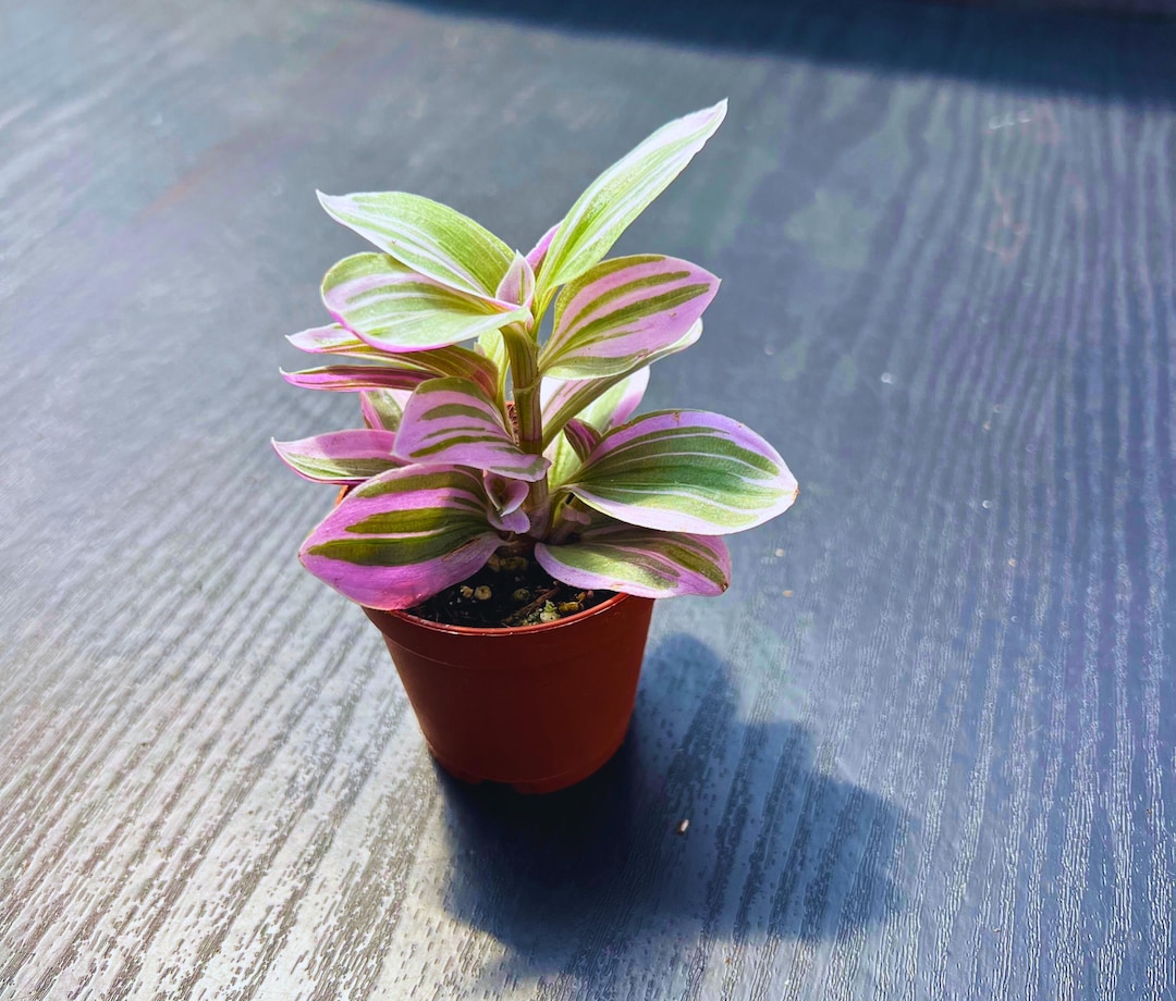Tradescantia ‘nanouk’ | Pink & Purple Houseplant | Easy Care Trailing ...