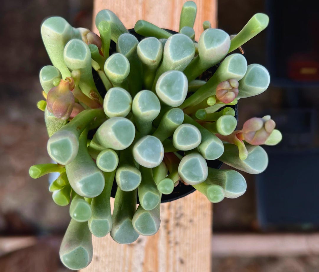 Baby Toes Succulent: Fenestraria Aurantiaca, Easy Care Indoor Plant - 4 ...