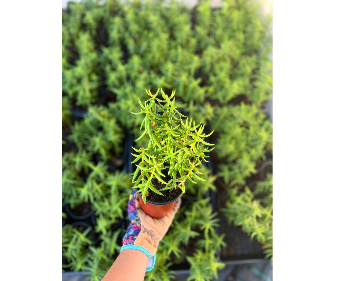 Miniature Pine Tree Succulent: Crassula Tetragona in 4" Pot - Etsy