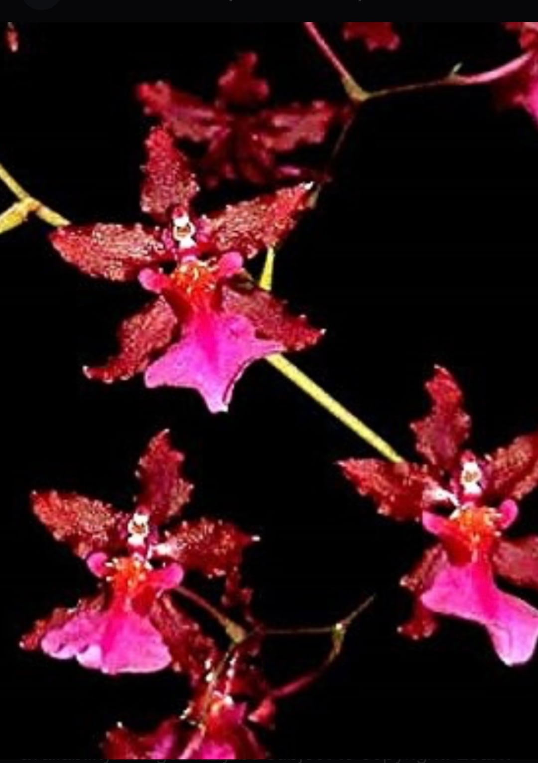 Orchid Oncidium Sharry Baby ‘red Fantasy’ Chocolate Scented Orchid - Etsy